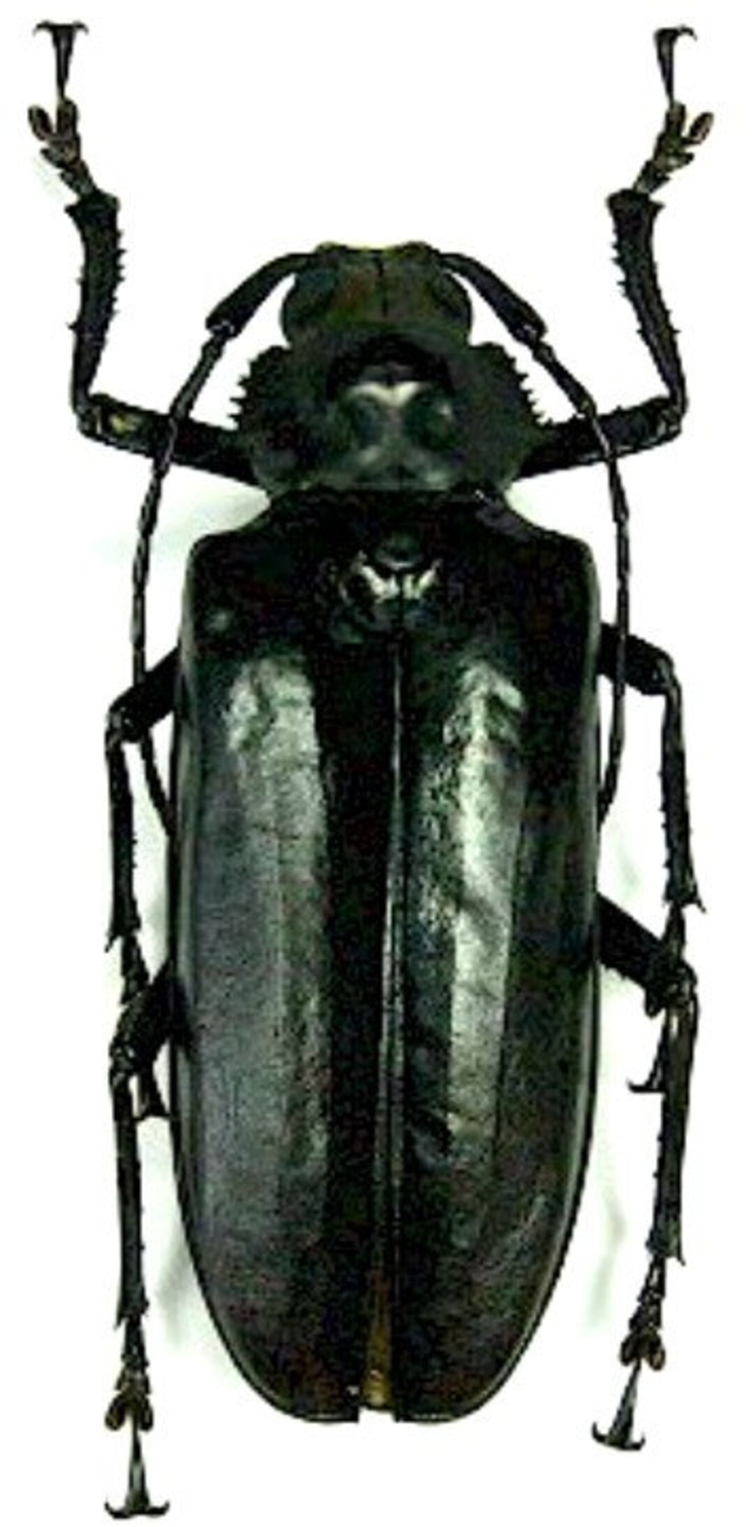 One Longhorn Beetle Rhaphipodus Bonni Closed or Open Wings for All Your ...