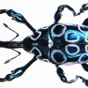 Pack of 2 Weevils Alcidodes Ocellatus 20/25 Mm for All Your Taxidermy ...