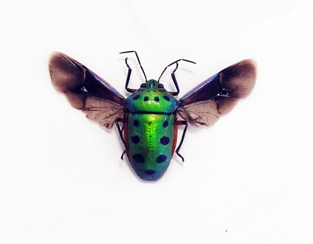 Set of 2 Nice Calliphara Nobilis From Indonesia With Open Wings for All ...