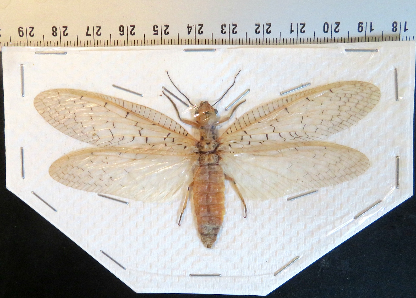 One Large and Impressive Neuroptera Ssp From Java Spread - Etsy