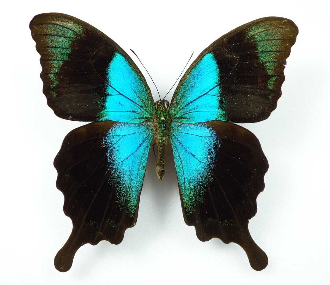 Collectors Item : One Rarely Offered Butterfly Papilio Peranthus Wangiwangiensis, Aa-/a- , for ...