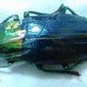 Pack of 5 Jewel Beetles Gelaeus Walkeri 20/30mm, for All Your Taxidermy ...