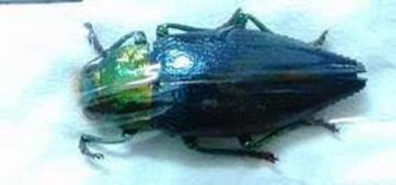 Pack of 5 Jewel Beetles Gelaeus Walkeri 20/30mm, for All Your Taxidermy ...