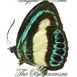 Pack of 4 Beautiful Butterflies Danis Danis Apollonius, Lycaenidae ...