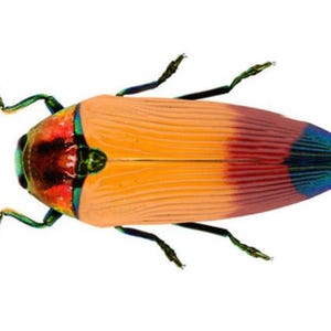 Pack of Two Jewel Beetles Metaxymorpha Apicalis for All Your Taxidery ...