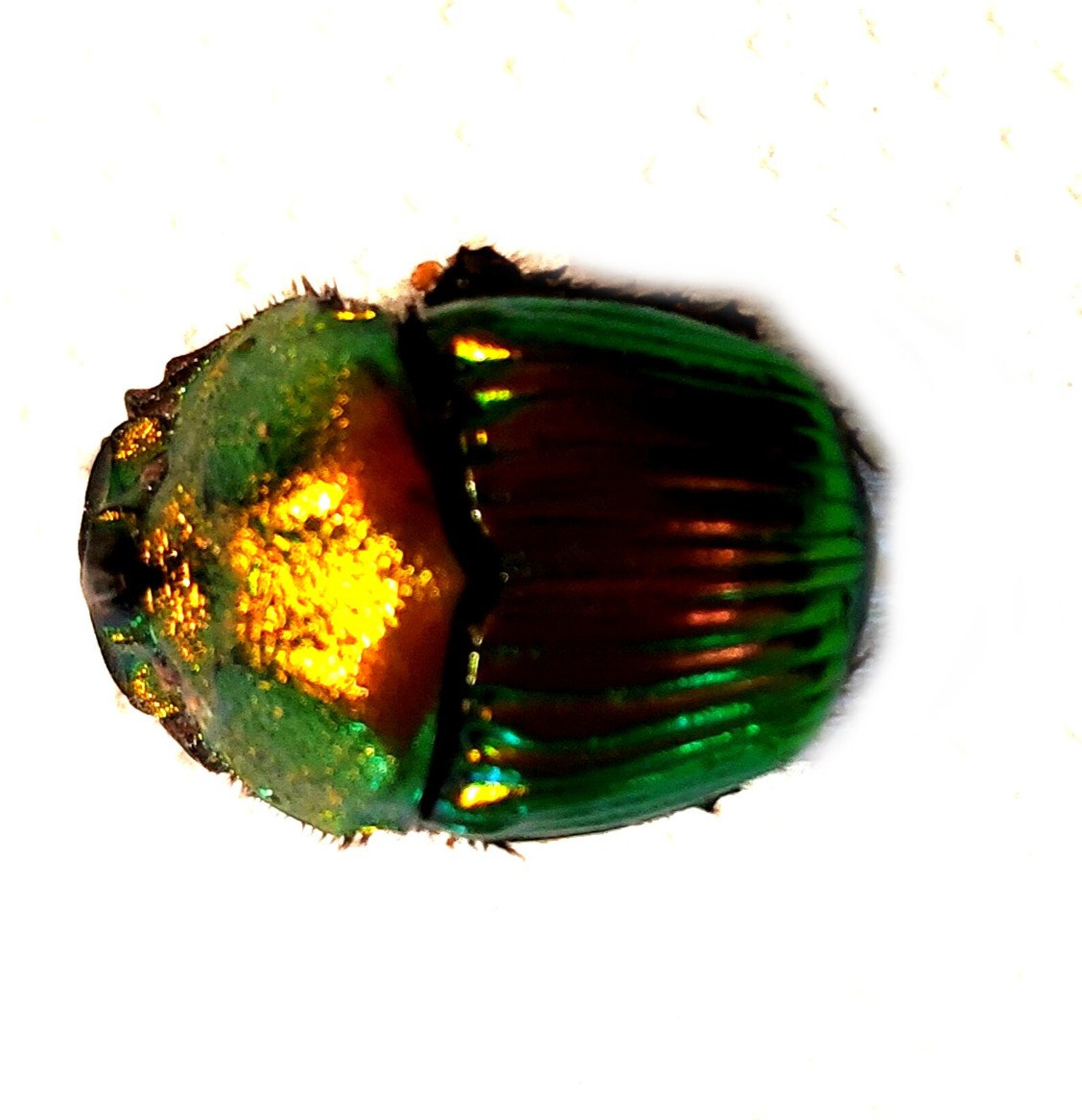 Pack of 6 Female Scarab Beetles Phanaeus Mexicanus Red Form - Etsy