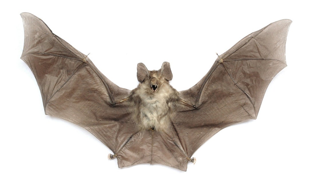 An Impressive and Large Bat With Open Wings Rhinolophus Acuminatus for ...
