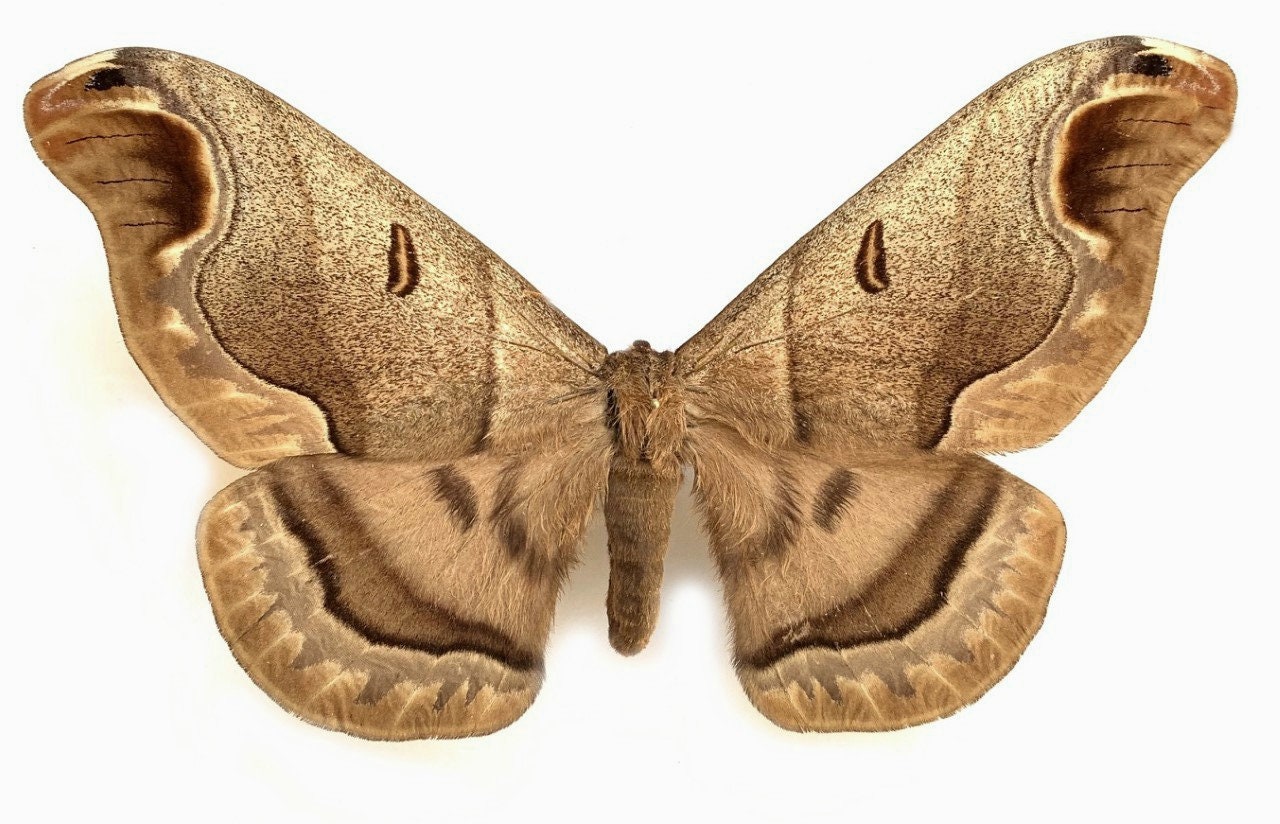 Pack of 2 colorful tigermoths Histioea amazonica closed wings A1 for ...