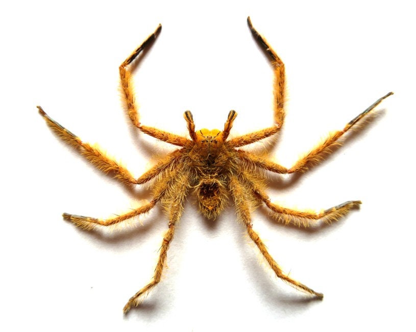 A Very Nice Orange Huntsman Spider From Malaysia Heteropoda Davidbowie ...