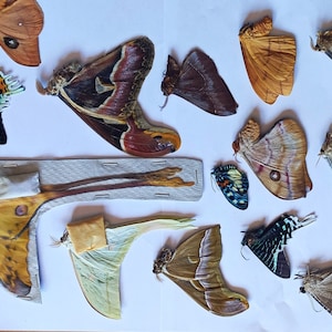 SPECIAL OFFER : A SUPERB Set of Large Moths for the Beginning Collector ...