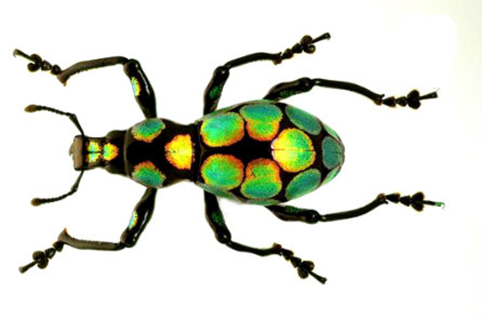 One Fantastic Pachyrrhynchus Taylori Metallescens ,15/20mm , for All ...