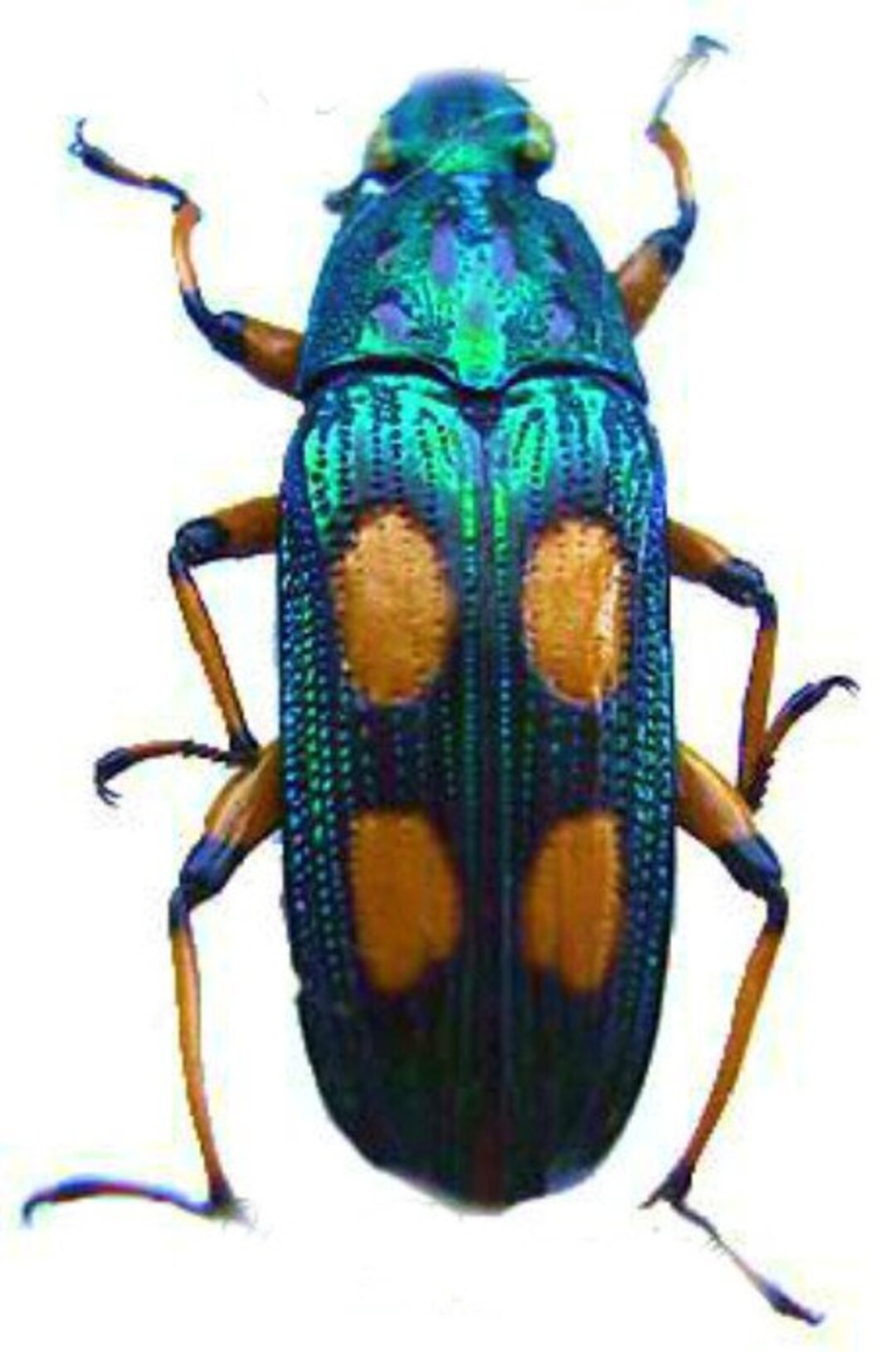 Pack of 3 Special Unmounted Beetles Helota Vigorsii, for All Your ...