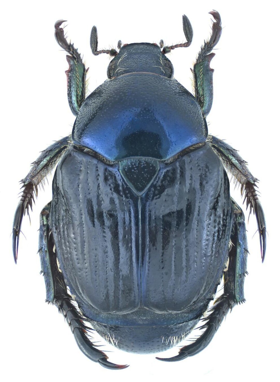 Pack of 5 Nice Scarab Beetles Popillia Cyanea From China ,for All Your ...