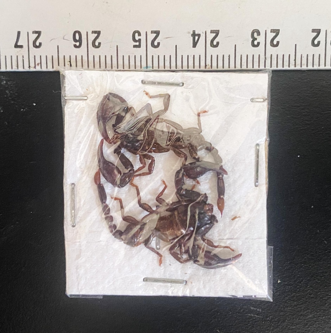 Pack of 2 Small Black Scorpion Euscorpius Alpha , for All Your ...