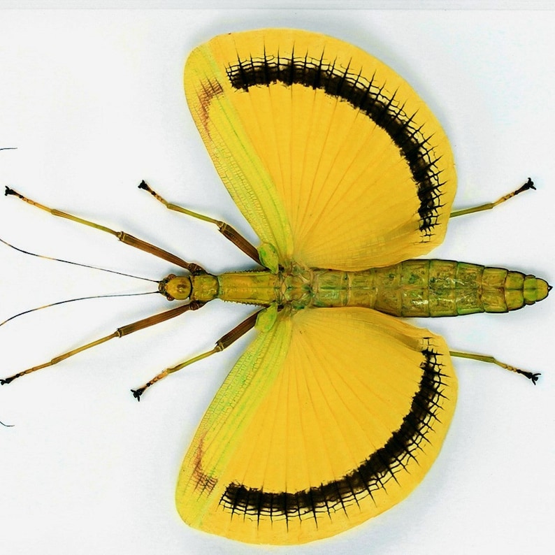 One Wonderful Female Walking Stick Tagesoidea Nigrofasciata SPREAD for ...