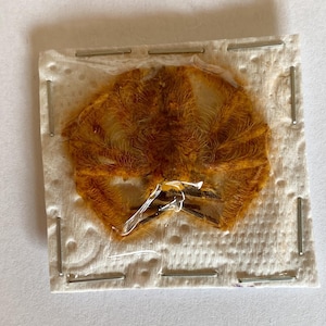 A Very Nice Orange Huntsman Spider From Malaysia Heteropoda Davidbowie ...