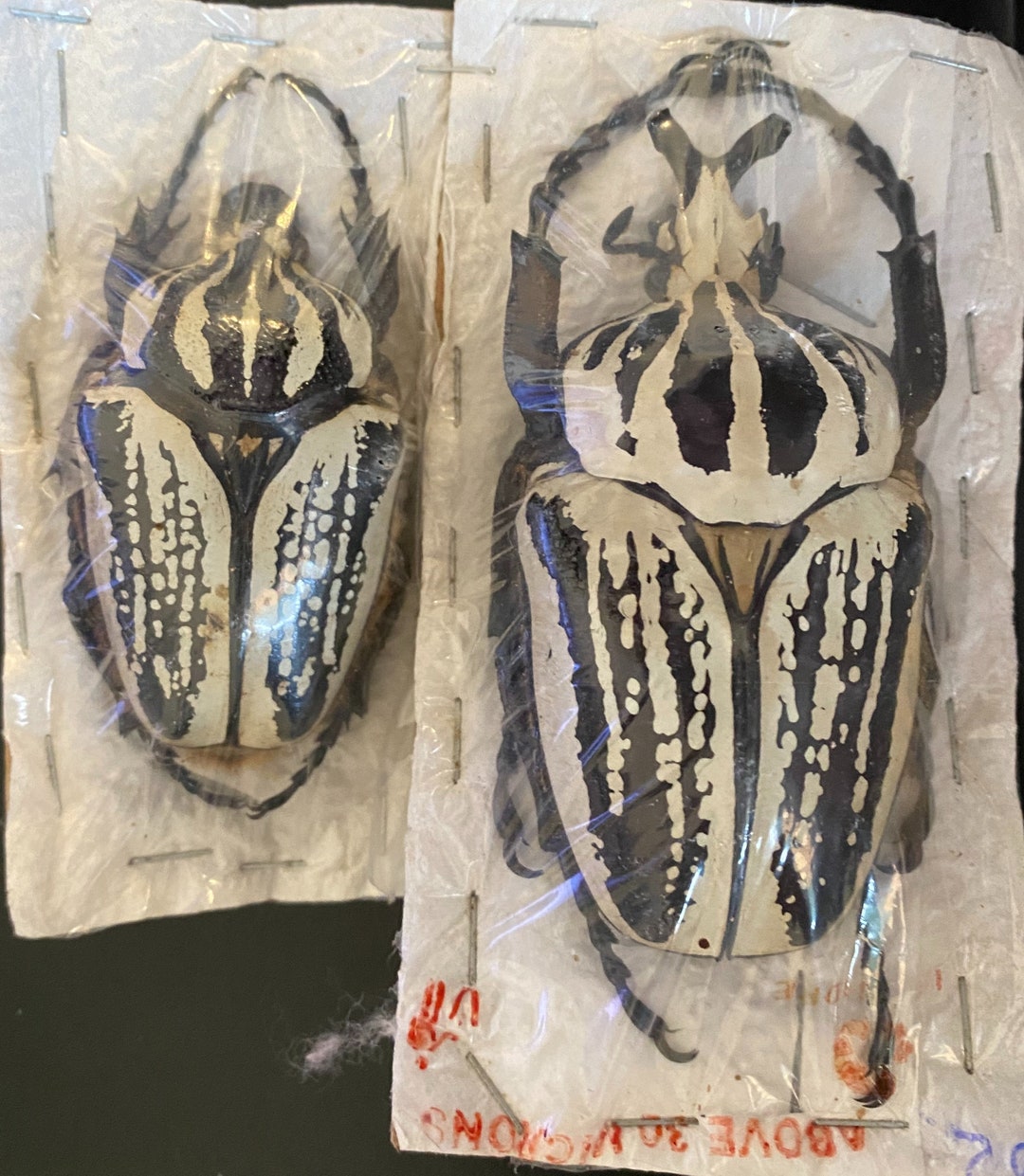 One Large PAIR African Scarab Goliathus Orientalis PREISSI Size Male 85 ...