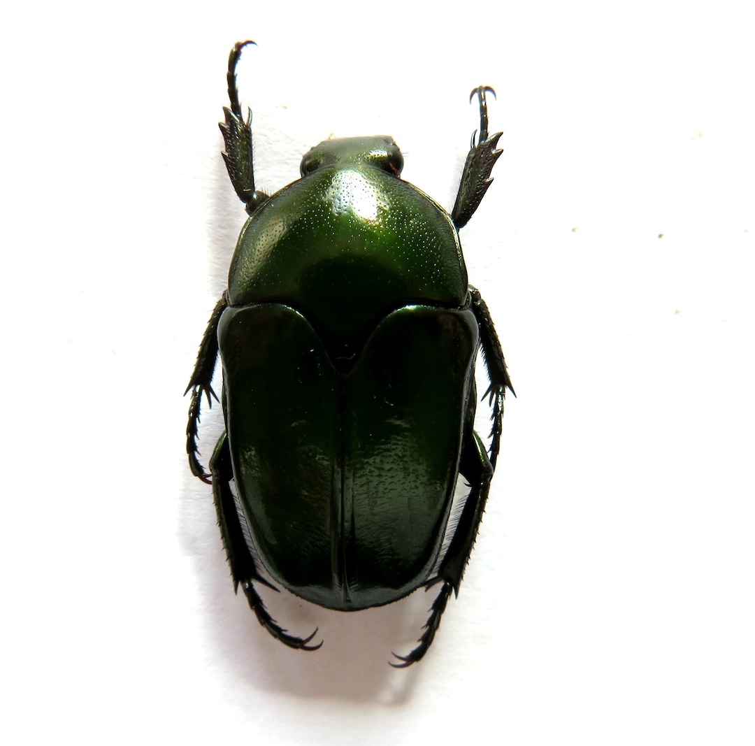 Pack of 5 Scarab Flower Beetles Ischiopsopha Ceramensis Unmounted , for ...