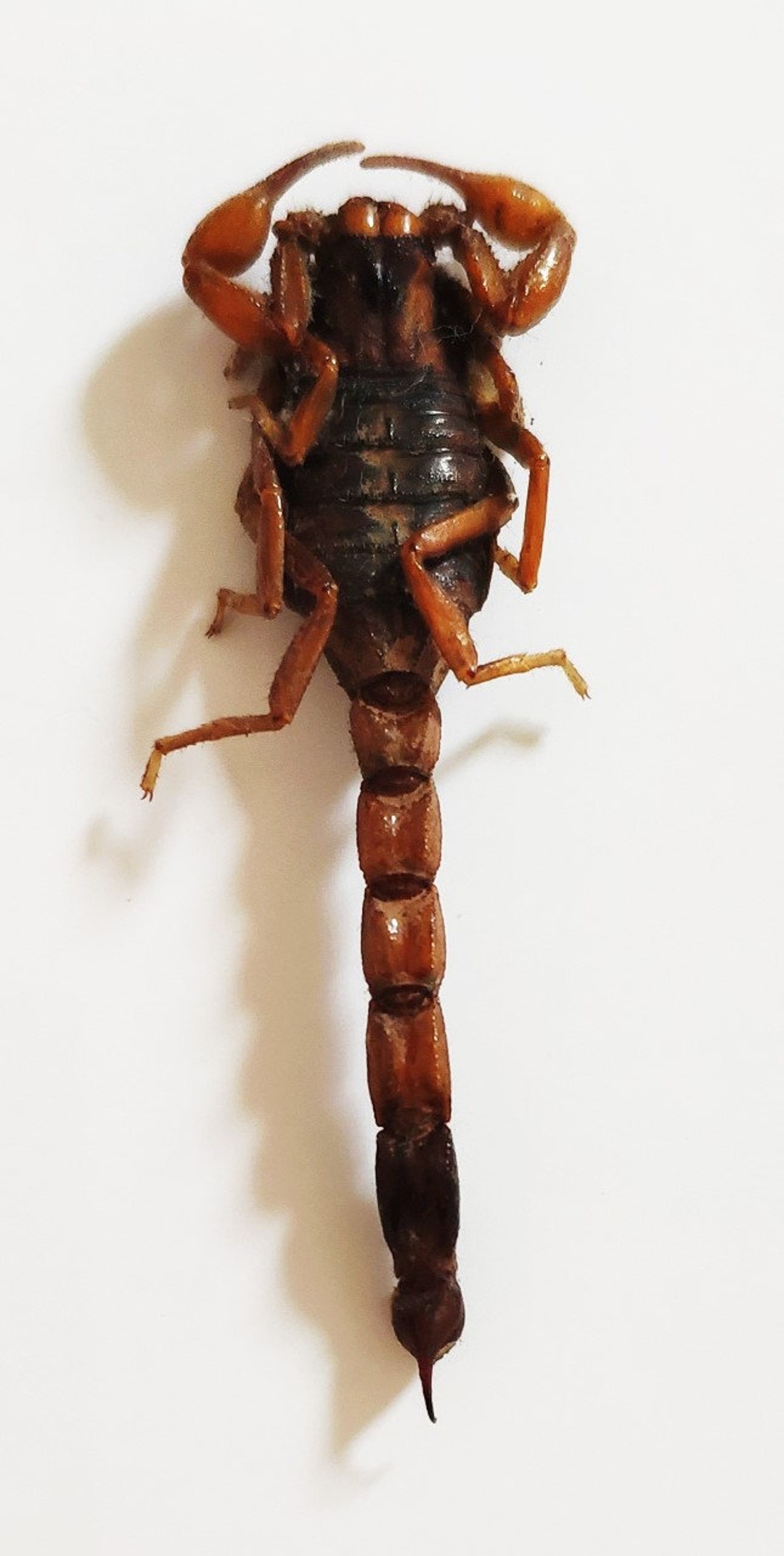 Pack of Two Nice Scorpions Grophus Ankarana From Madagascar for All ...