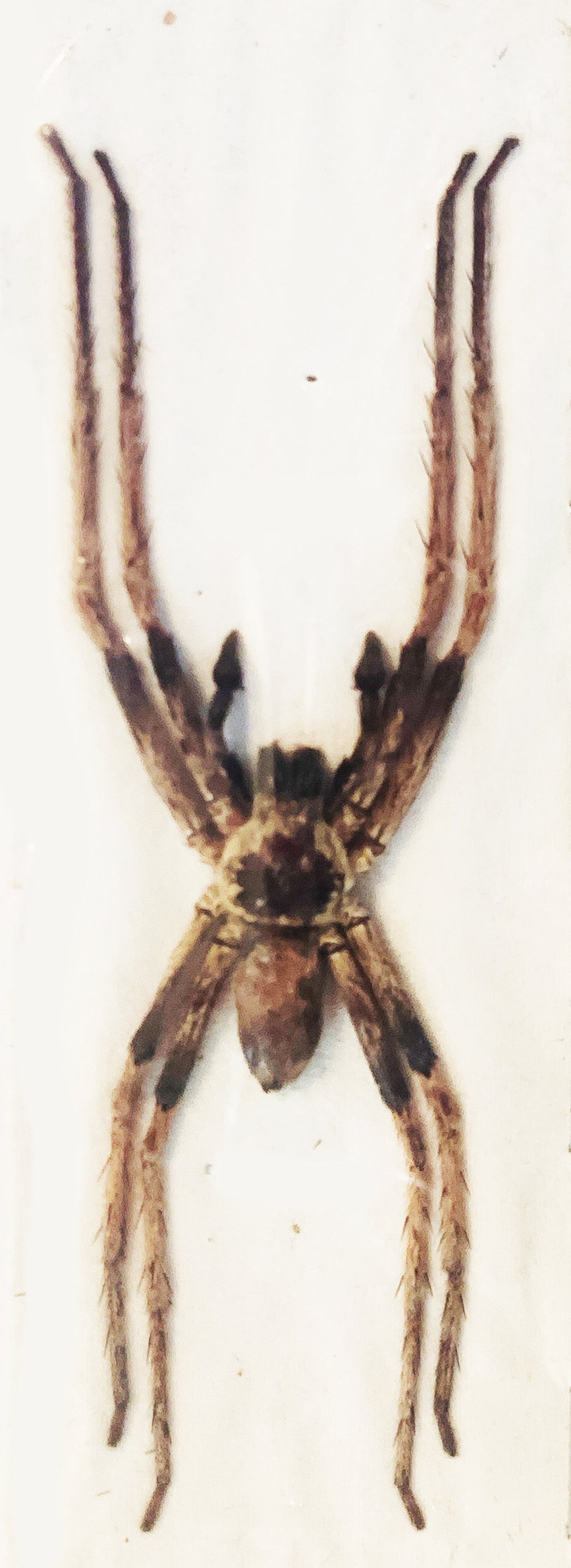 A Very Nice Spider From Java Ssp 8 , SPREAD, for All Your Taxidermy Art ...