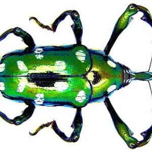 Pack of 2 Beautiful Weevils Alcidodes Ssp 3 ? Mm A1/aa- for All Your ...