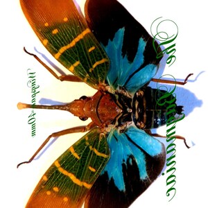 One Uncommon and Fantastic Lantern Bug Insects Saiva Transversolineata ...