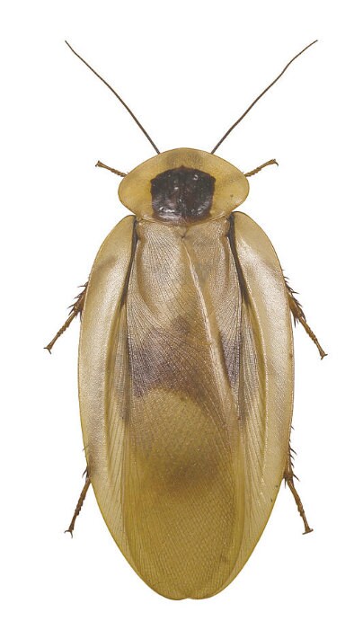 Byrsotria fumigata super Cuban Burrowing Roach