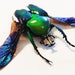 One Male With OPEN WINGS of the African Scarab Beetle - Etsy