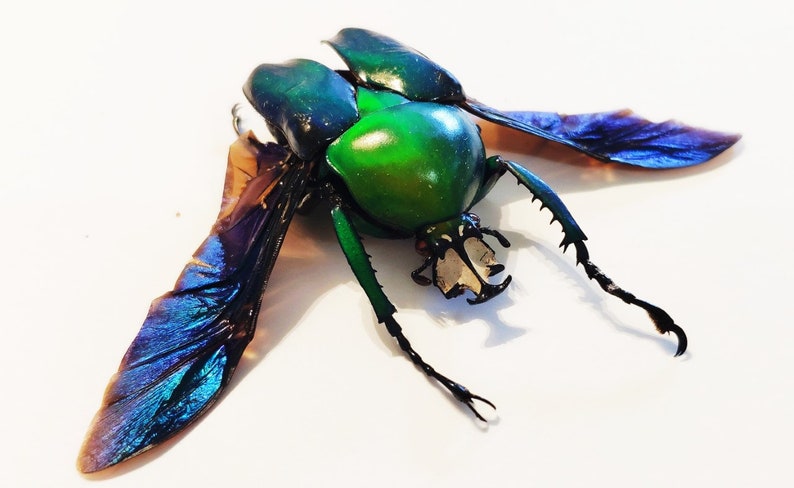 One Male With OPEN WINGS of the African Scarab Beetle | Etsy