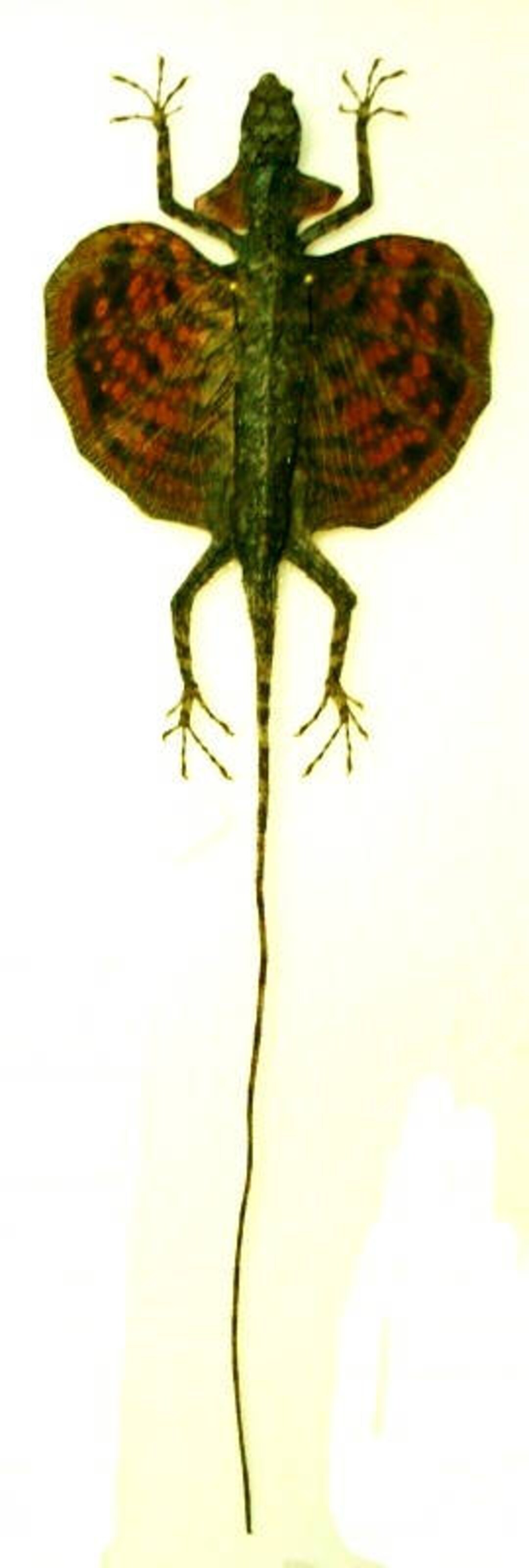An Impressive Flying Lizard From Java Draco Haematopogon 200/225mm MALE ...