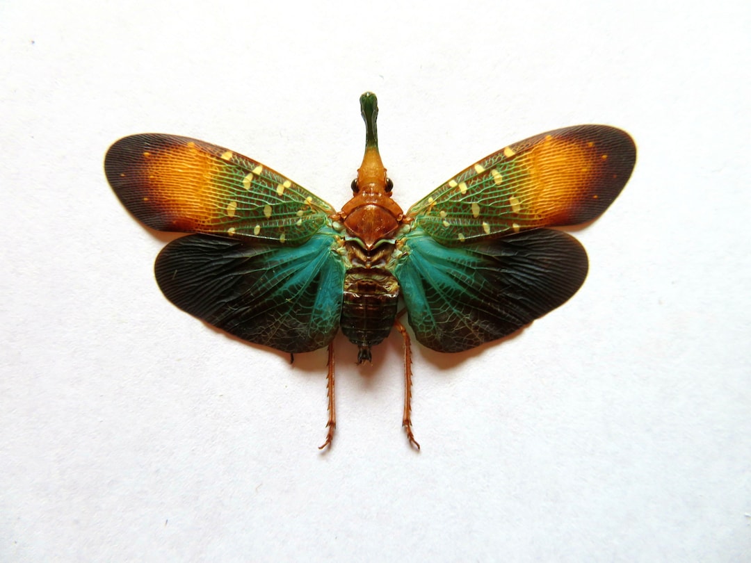 Pack of Two Lantern Bug Pyrops Gunjii With Open Wings for All Your ...