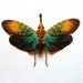 Pack of Two Lantern Bug Pyrops Gunjii With Open Wings for All Your ...