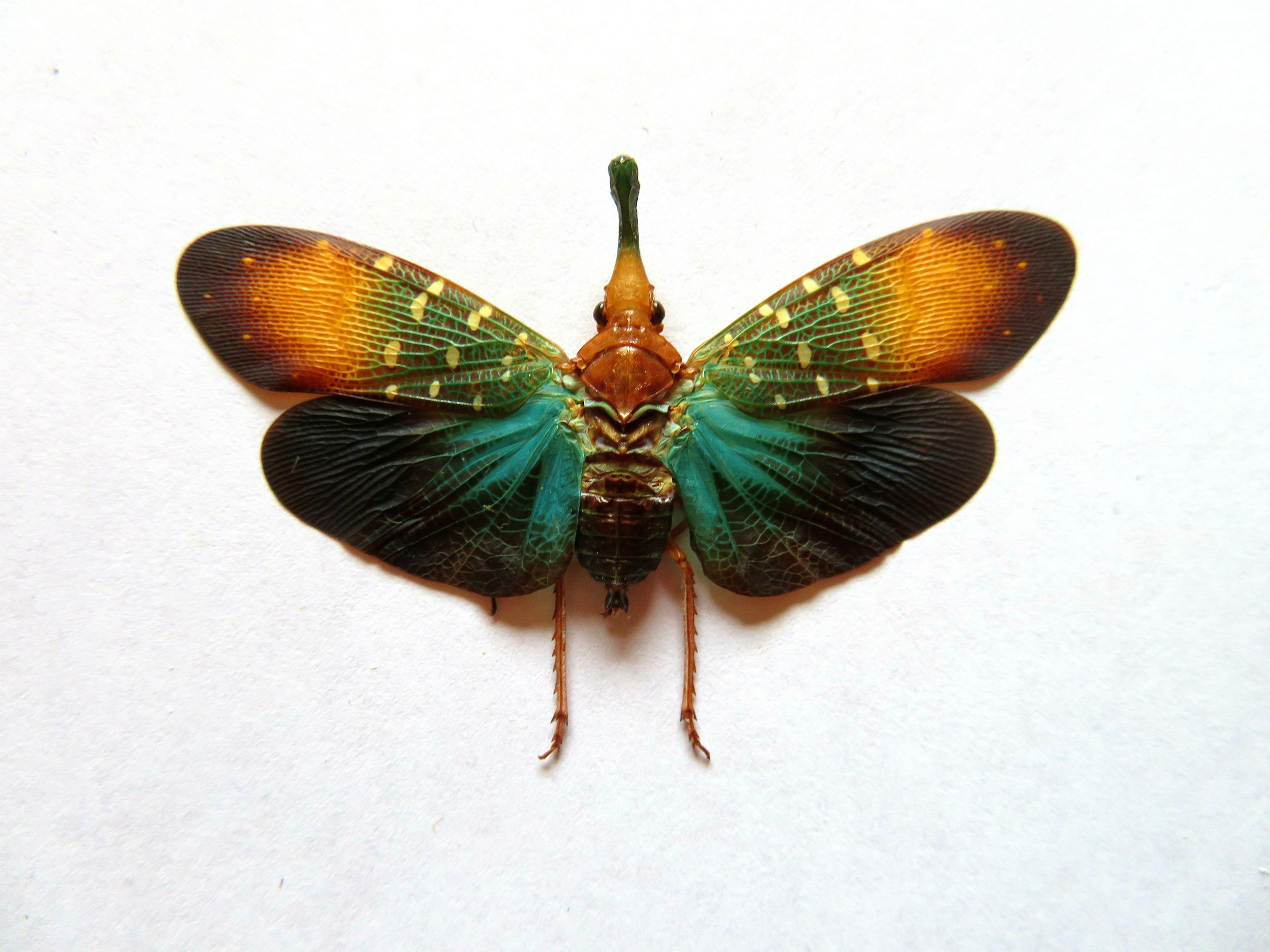 Pack of Two Lantern Bug Pyrops Gunjii With Open Wings for All - Etsy