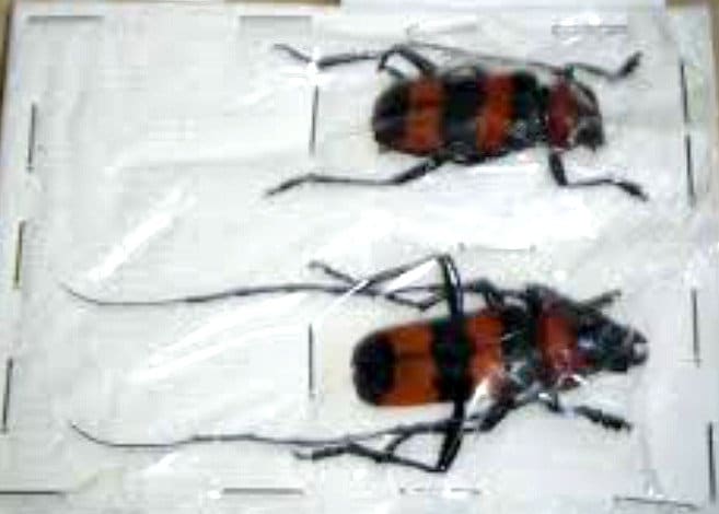 Set of Two Beautiful Longhorn Beetles Pavieia Superba for All Your ...