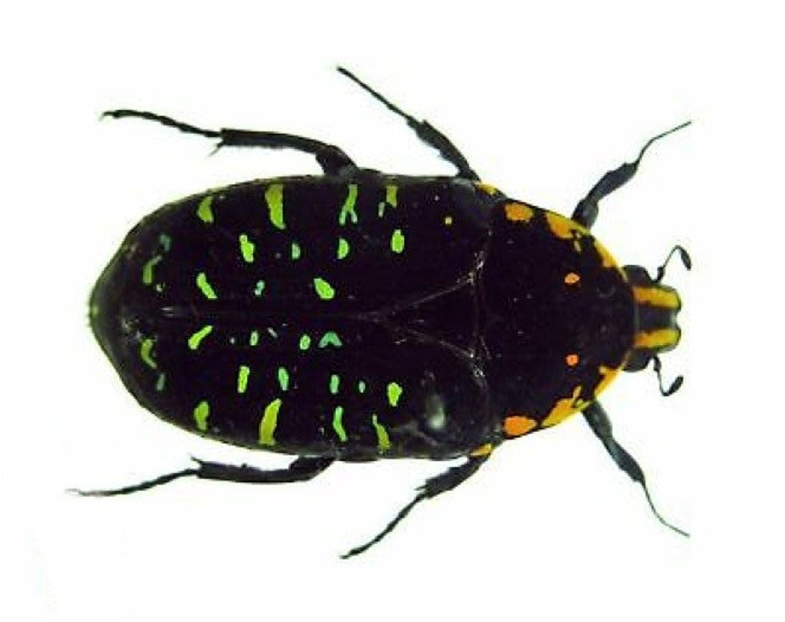 Pack of 3 Very Colorful Scarab Beetles Euchroea Clementi Ripheus , A1 ...