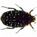Pack of 3 Very Colorful Scarab Beetles Euchroea Clementi Ripheus , A1 ...