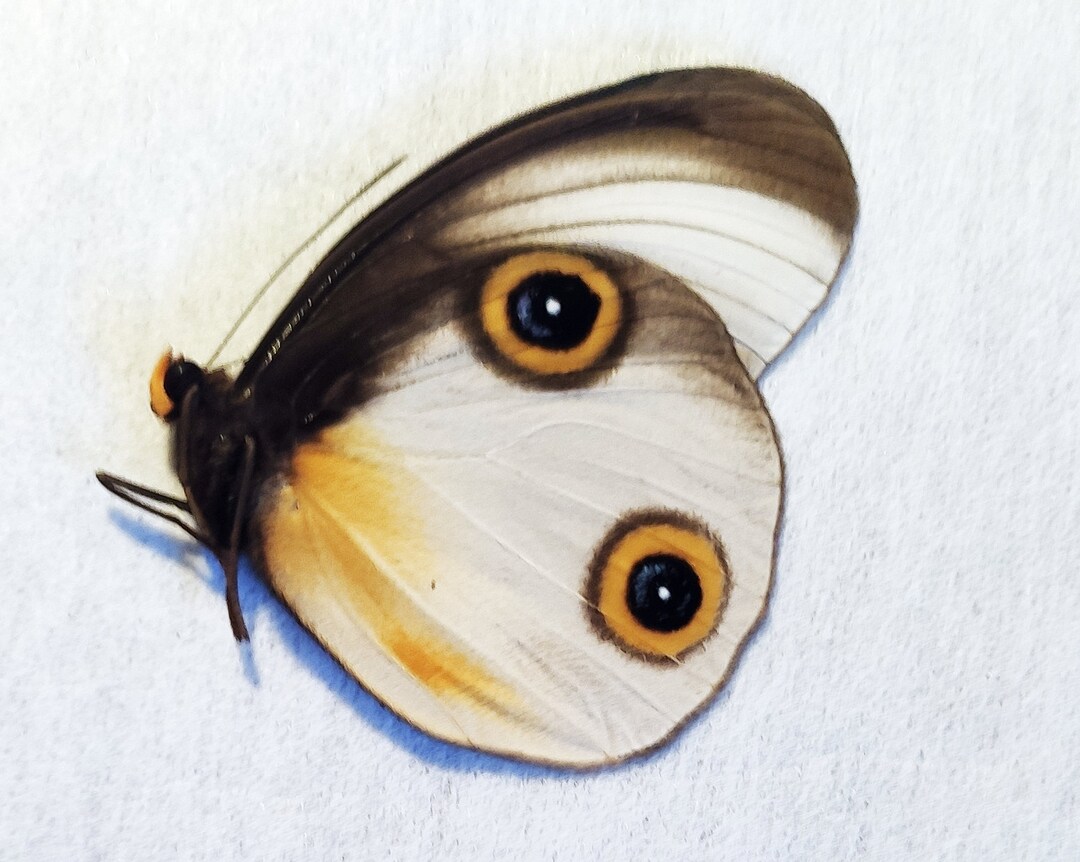 Pack of 2 Butterflies Taenaris Artemis Myopina M or F According to ...