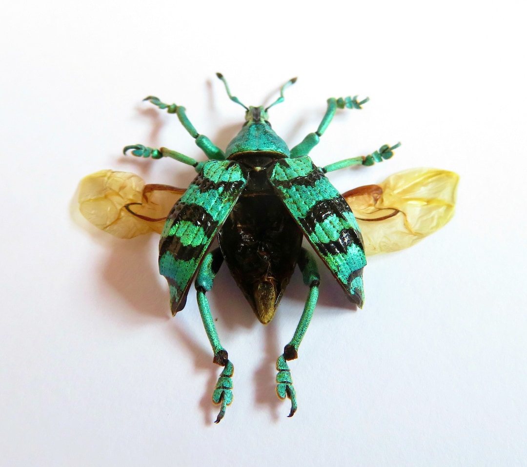 Pack of 3 Beetles Eupholus Chevrolati With Open Wings , Weevil for All ...