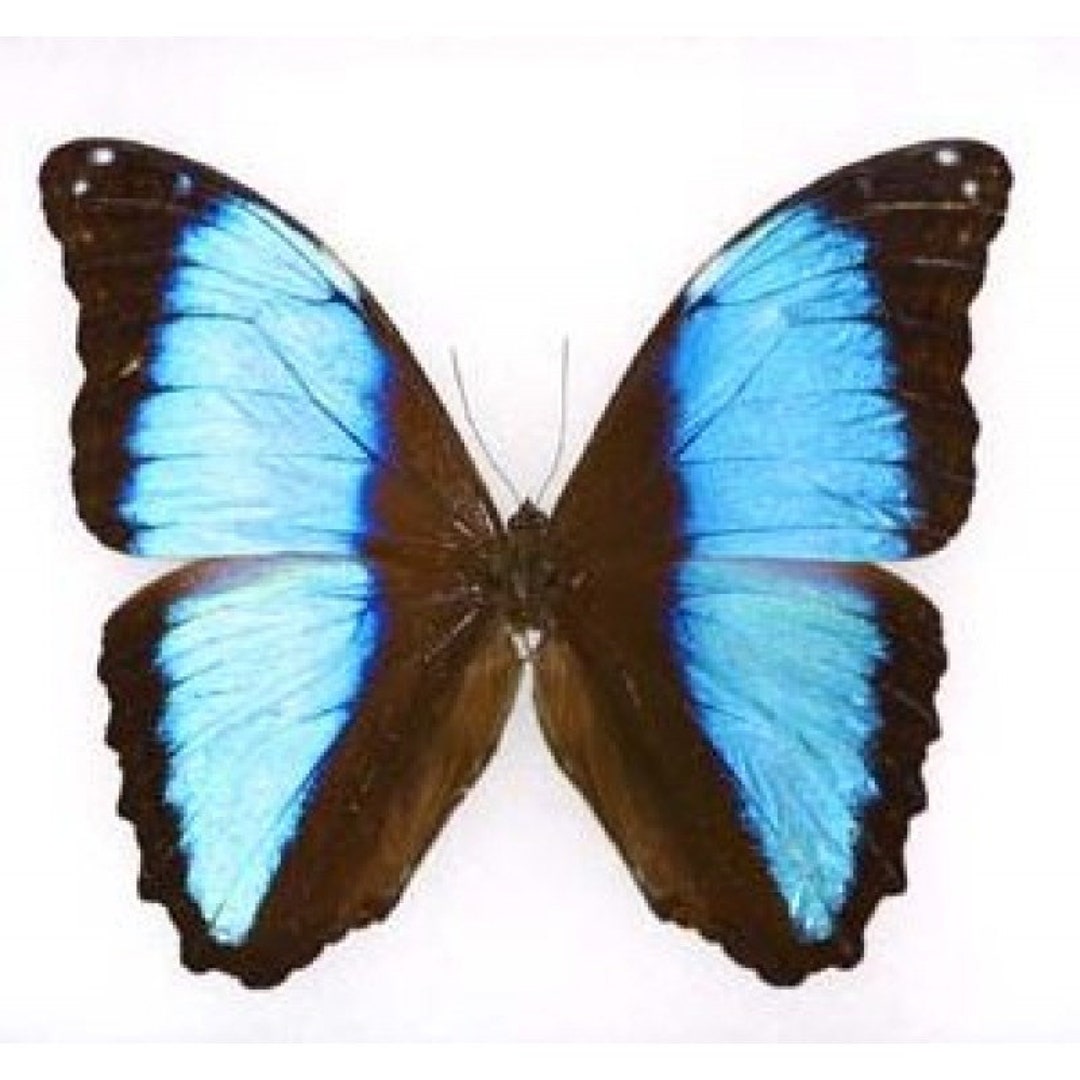 One Pair Male and Female of the Blue and Black Morpho Deidamia From ...