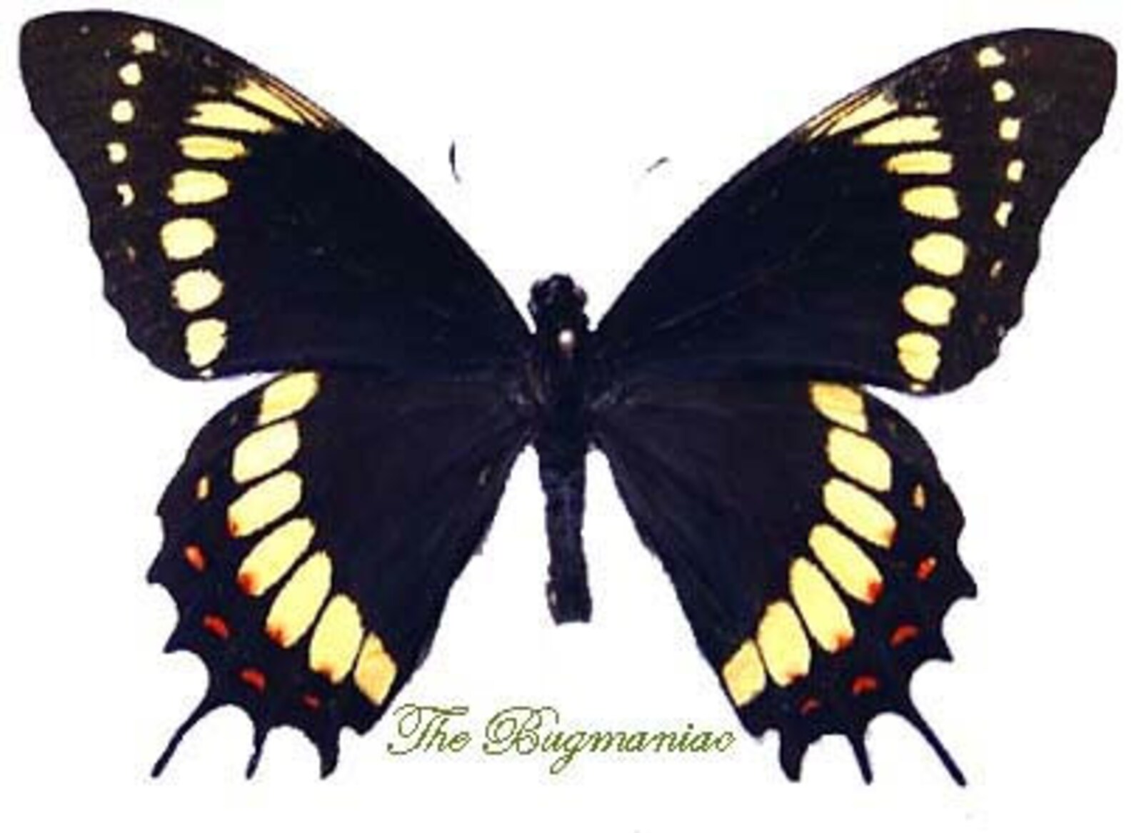 One PAIR Swallowtail From Brasil Papilio Scamander M AND F Closed Wings ...