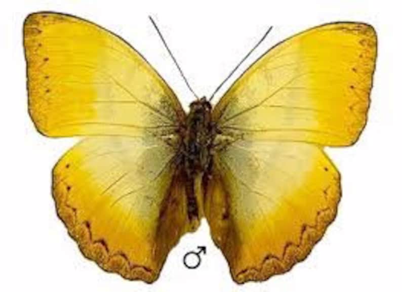 Pack of 3 Butterflies A1 Cymothoe Reinholdi With Closed Wings for All ...