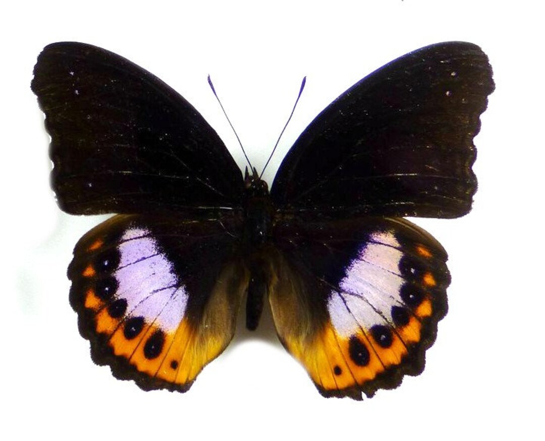 One Fantastic Pair Hypolimnas Pandarus Pandarus With Closed Wings for ...