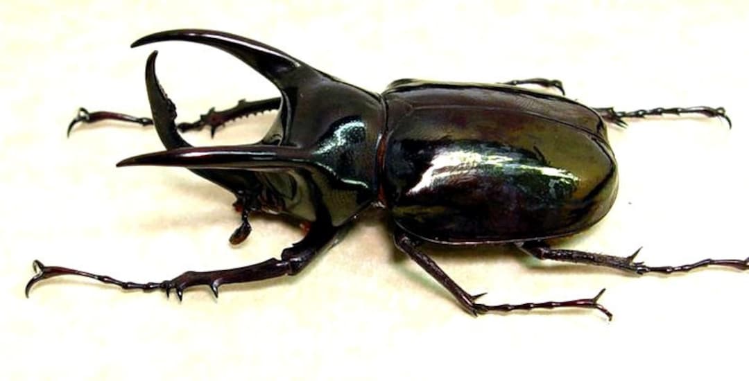 One Large Rhinoceros Beetle Chalcosoma Atlas Atlas Small 71/84 Mm, for ...