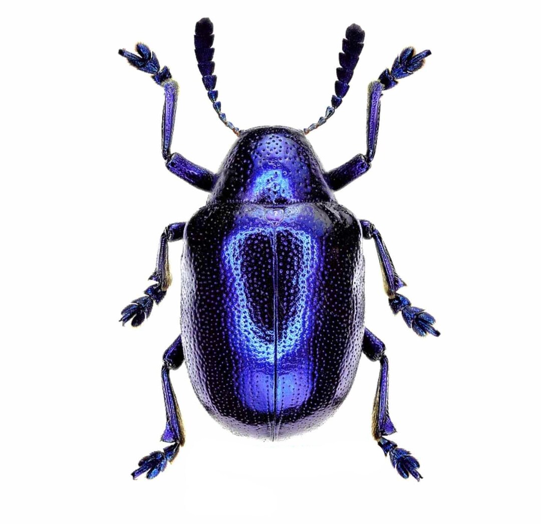 Pack of 5 Beetles Small Colorful Chrysomelidae Platycorynus Peregrines ...