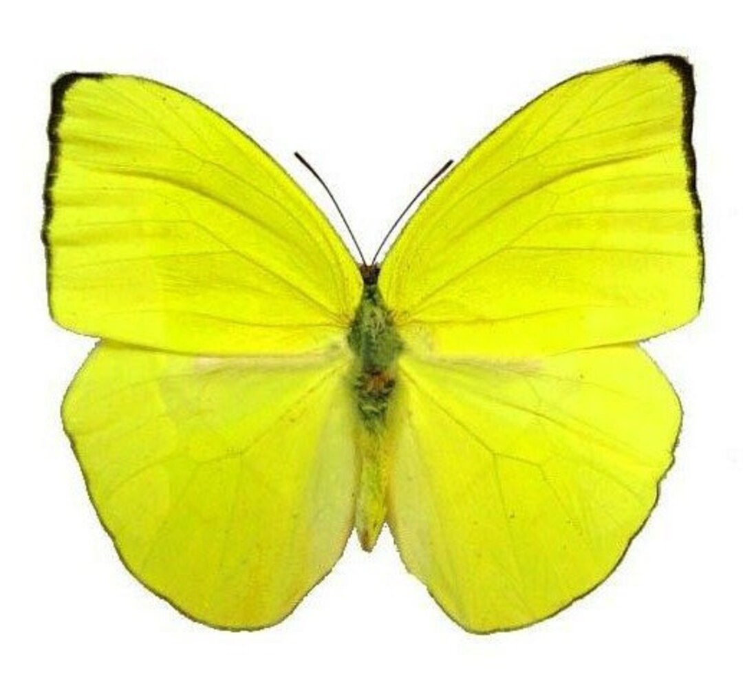Pack of 5 Yellow Butterflies Phoebis Trite , Pieridae ,UNMOUNTED A1 ...