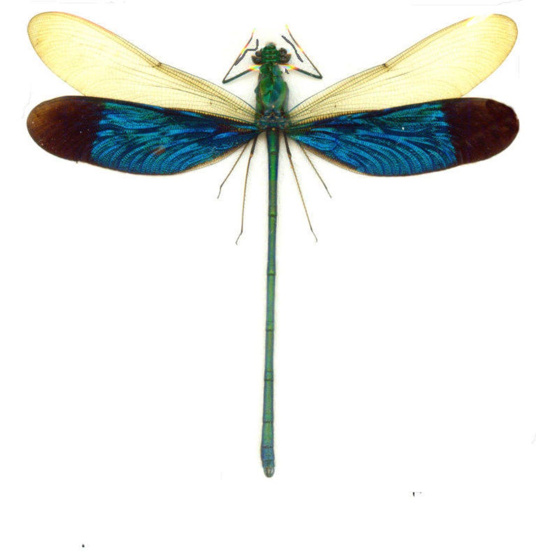 Pack of 3 Damselflies Neurobasis Chinensis Florida SPREAD for All Your ...