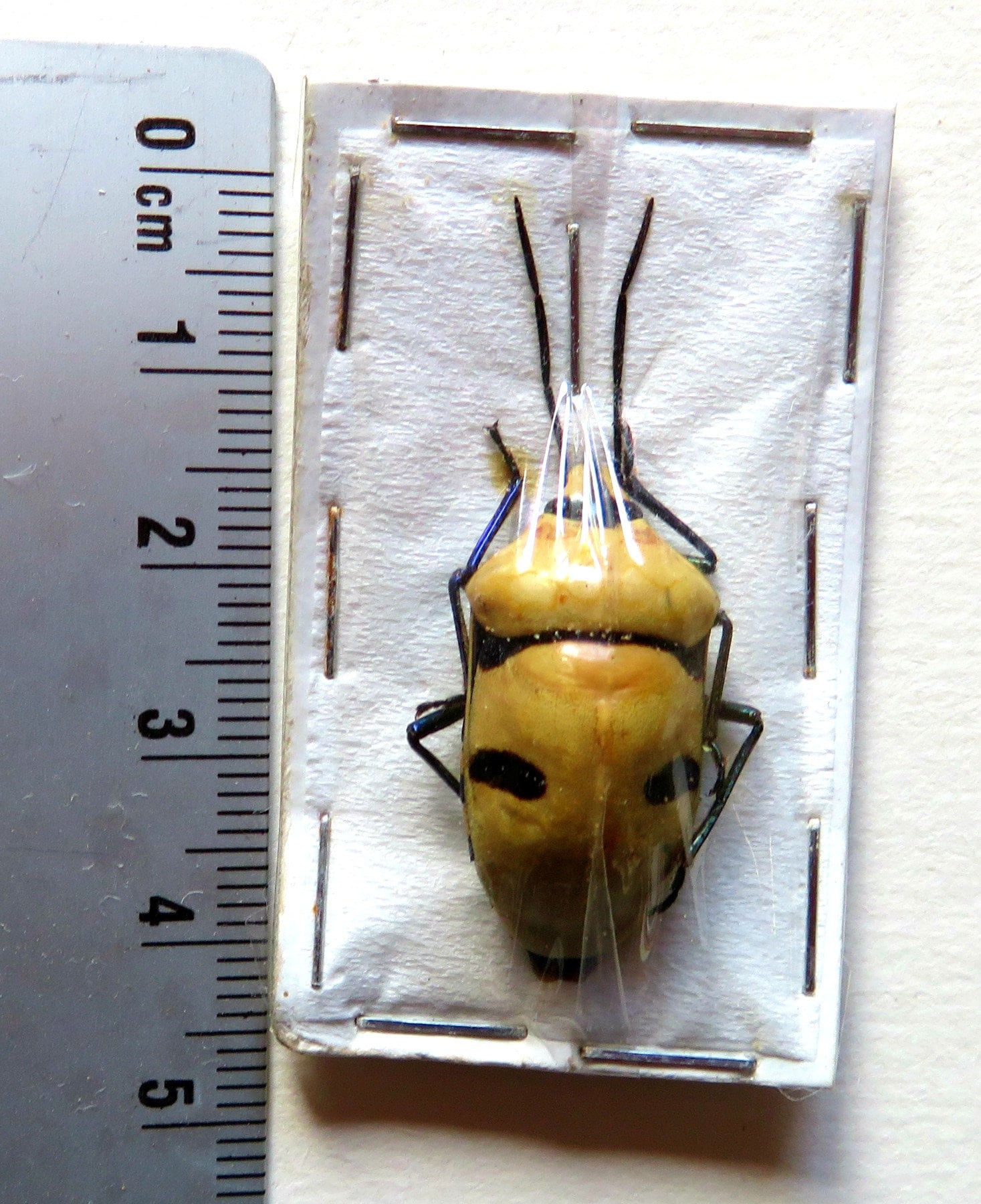 Pack of 5 Colorful Stink Bug Eucorysses Grandis Aa for All - Etsy