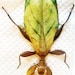 Pack of Two Jewel Beetles Metaxymorpha Apicalis for All Your Taxidery ...