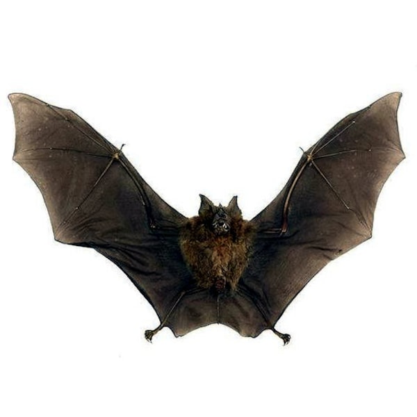 Taxidermy Bat - Etsy