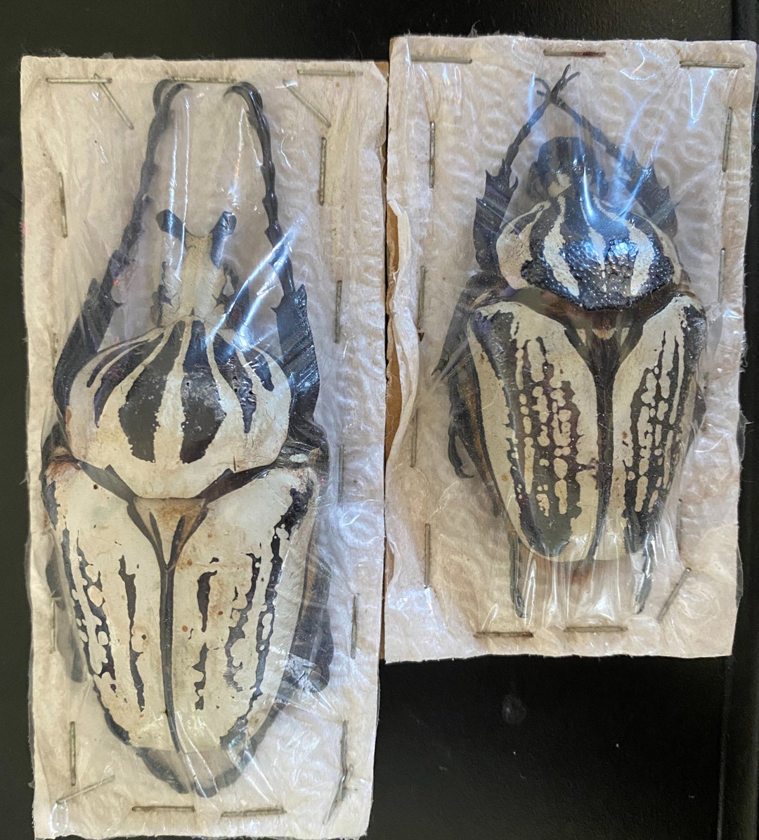One Small Pair ( Male and Female) African Scarab Goliathus Orientalis ...